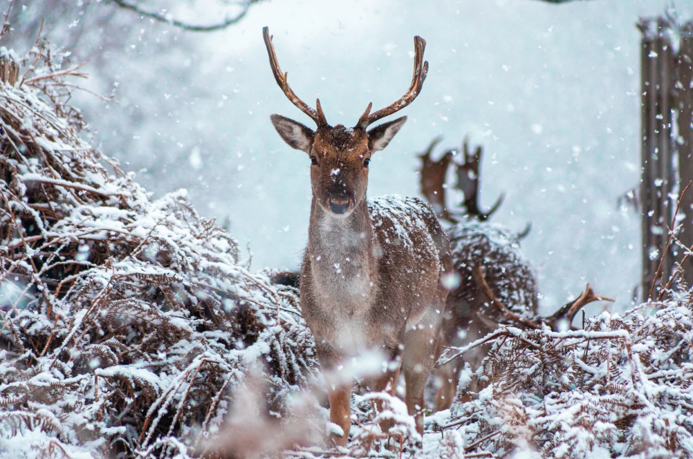 Top Baby & Family-Friendly Christmas Activities in London and the South ...